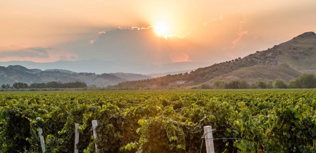 Librandi Winery | Calabrian Wines