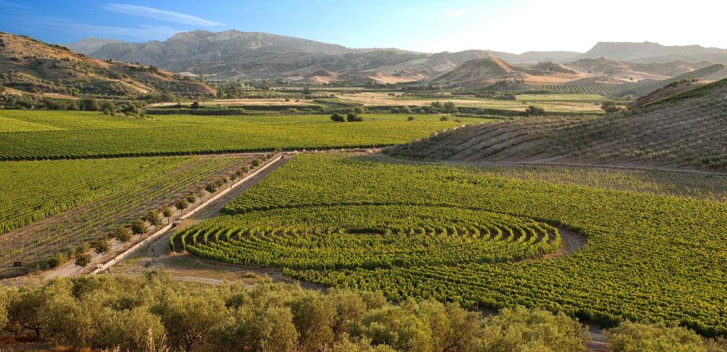 Librandi Winery | Calabrian Wines