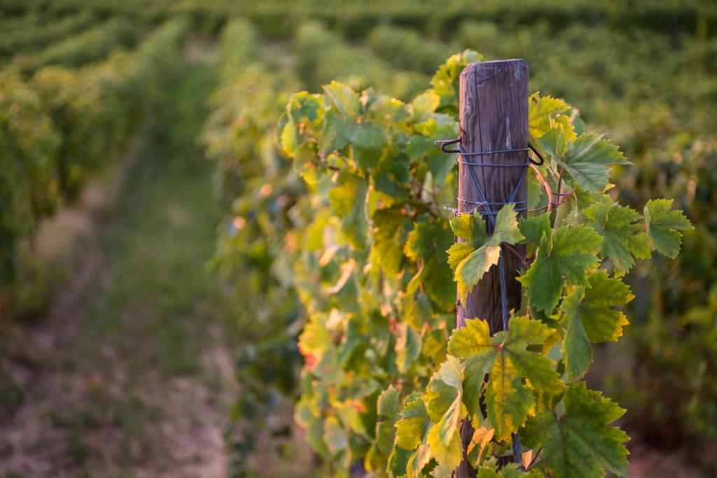 Cirò Rosso Classico Doc | Red Wine from Calabria | Librandi Winery