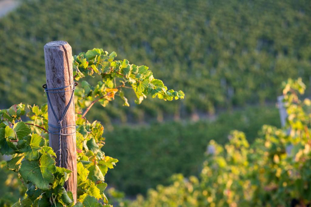 Critone | IGT Calabria | Vino bianco calabrese| Azienda vinicola Librandi