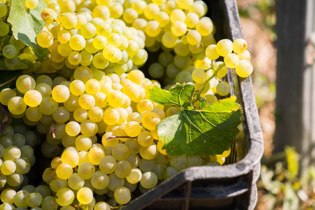 Critone | IGT Calabria | Vino bianco calabrese| Azienda vinicola Librandi