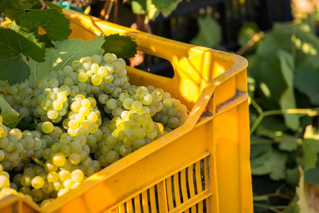 Critone | IGT Calabria | Vino bianco calabrese| Azienda vinicola Librandi