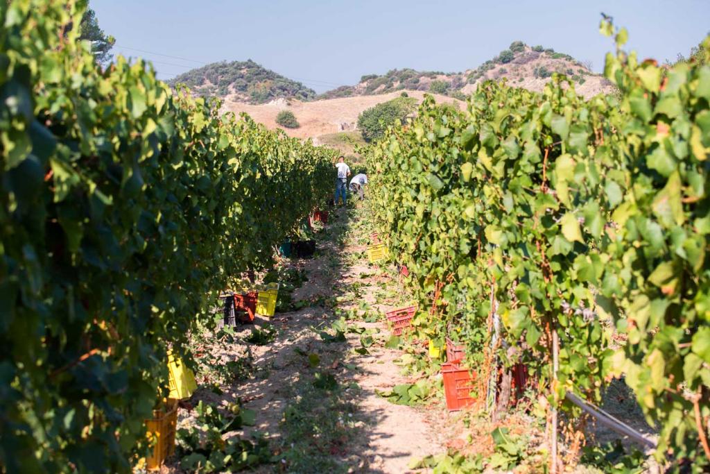 Cirò Bianco Doc | White Wine from Calabria | Librandi Winery