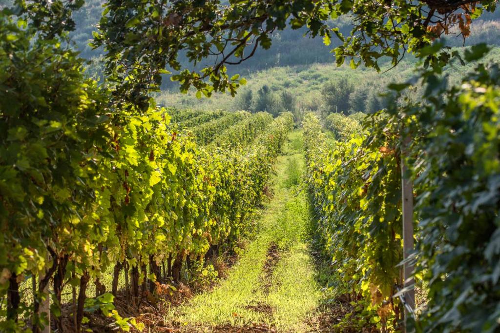 Cirò Bianco Doc | White Wine from Calabria | Librandi Winery