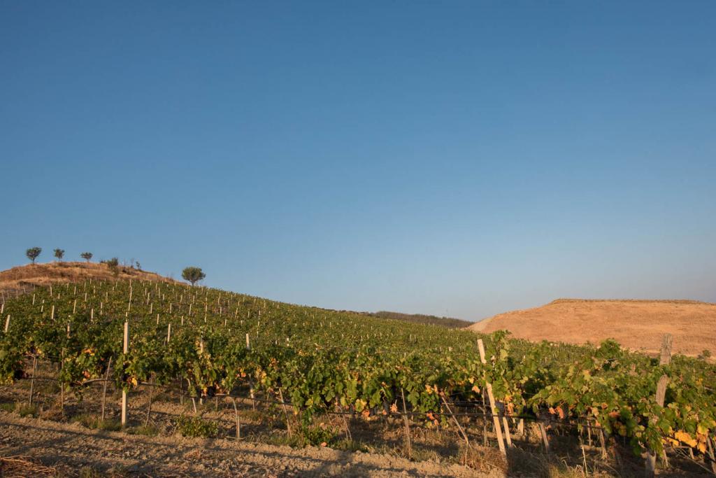 Critone | IGT Calabria | Vino bianco calabrese| Azienda vinicola Librandi